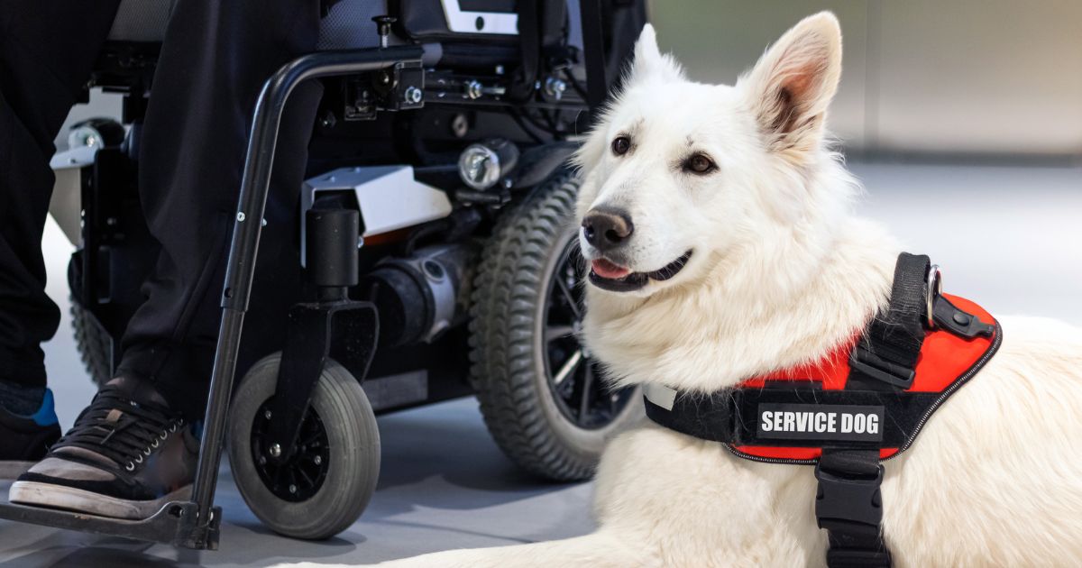 Navigating Service Animal Rights: Understanding the ADA Guidelines - Marko Law